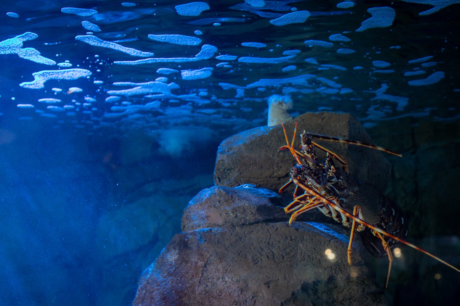 Whitby Lobster Hatchery and Marine Discovery Centre Phase 1 - Ian ...